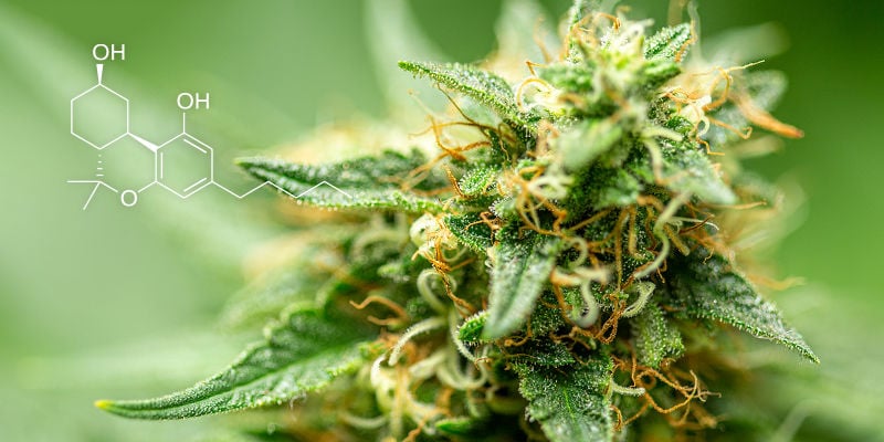 What You Need To Know About Hexahydrocannabinol Hhc Zamnesia